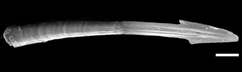 Le cycle de vie des escargots | Vigienature École