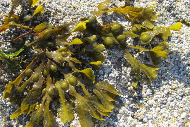 Quiz Algues n°2 (niveau facile) -5/6 | Vigienature École