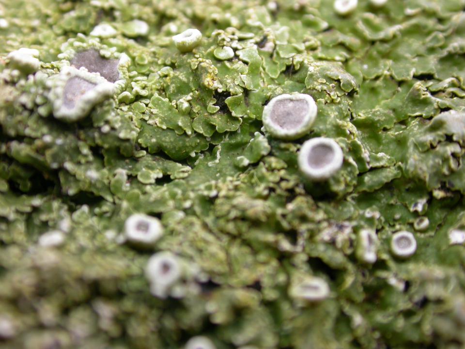 Structure des lichens - 2/6 | Vigie-Nature École