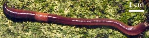 Quiz Vers de terre n°1 (niveau facile) - 5/7 | Vigienature École