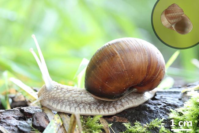 Quiz escargots n°4 (niveau facile) - 6/6 | Vigienature École