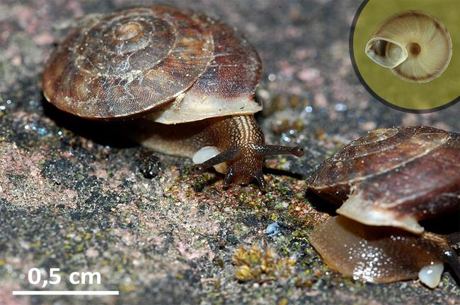 Quiz escargots n°3 (niveau facile) - 6/7 | Vigienature École