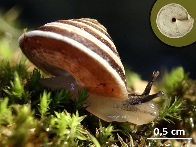 Quiz escargots n°3 (niveau facile) - 4/7 | Vigienature École