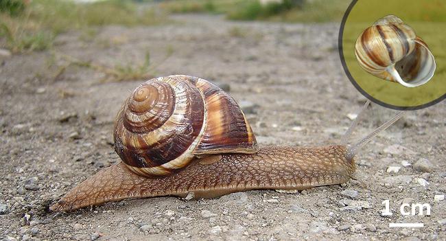 Quiz escargots n°4 (niveau facile) - 2/6 | Vigienature École