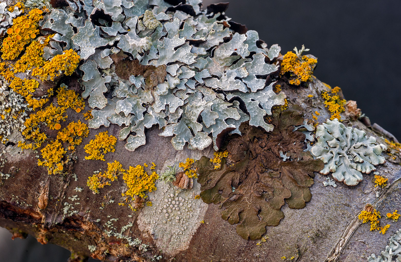 Parmelia sulcata - Richard Droker.jpg | Vigie-Nature École