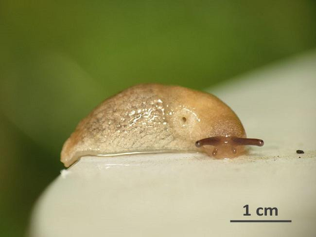 Quiz limaces n°1 (niveau facile) - 6/6 | Vigie-Nature École