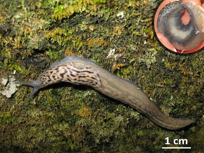 Quiz limaces n°1 (niveau facile) - 1/6 | Vigie-Nature École