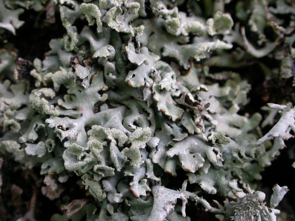 Structure des lichens - 3/6 | Vigie-Nature École