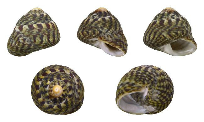 Quiz sur des coquilles de mollusques n°1 (niveau facile) - 10/10 ...