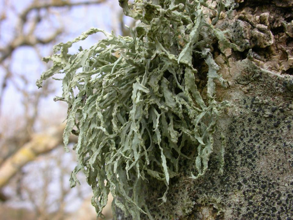 Les différents types de lichen - 7/7 | Vigie-Nature École