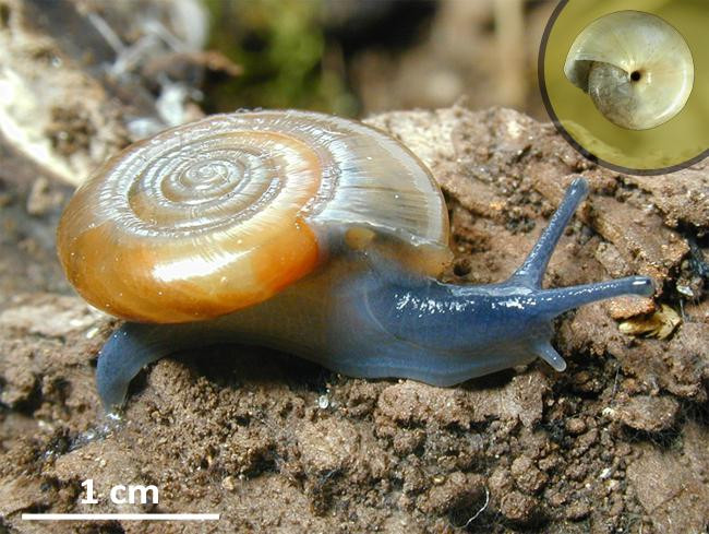 Quiz escargots n°1 (niveau facile) - 7/7 | Vigie-Nature École