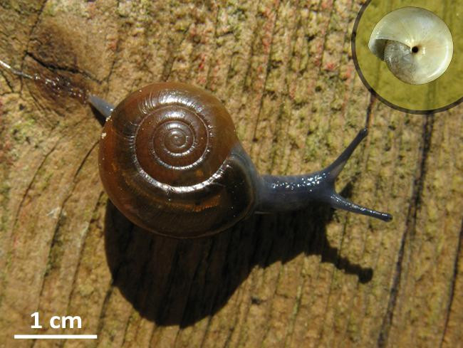 Quiz escargots n°3 (niveau facile) - 2/7 | Vigie-Nature École