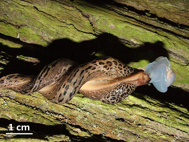 Quiz limaces n°2 (niveau avancé) - 5/6 | Vigienature École