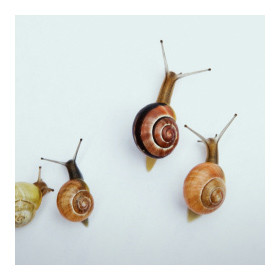 escargot.jpg | Vigie-Nature École