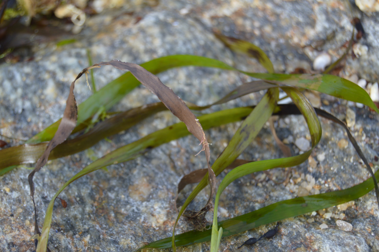 Z1 Zostera spp. | Vigie-Nature École
