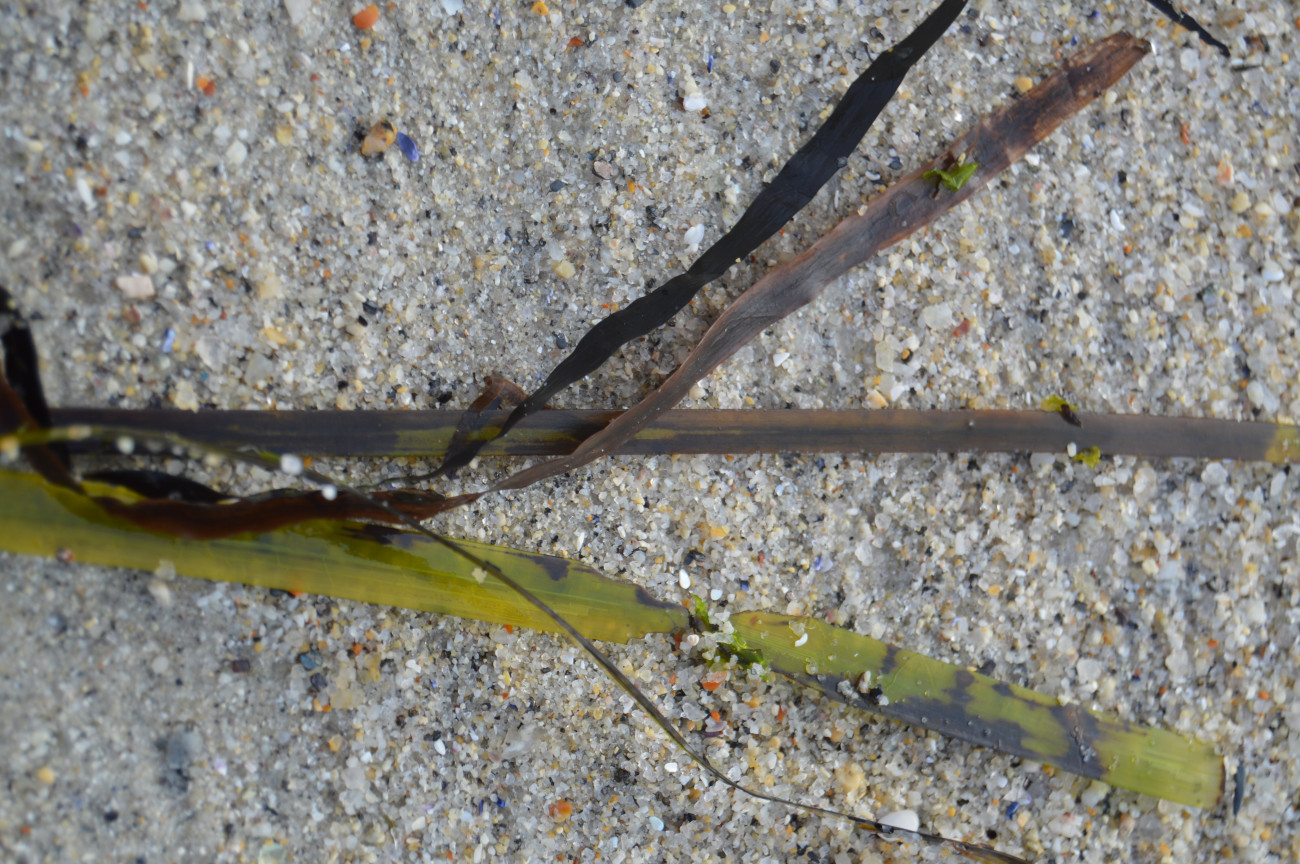 Z1 Zostera spp. | Vigie-Nature École