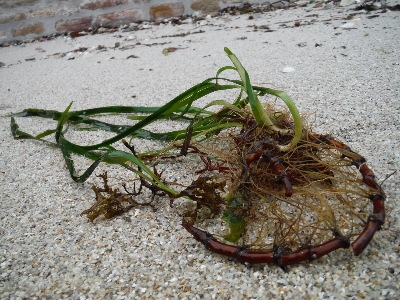 Z1 Zostera spp. | Vigie-Nature École