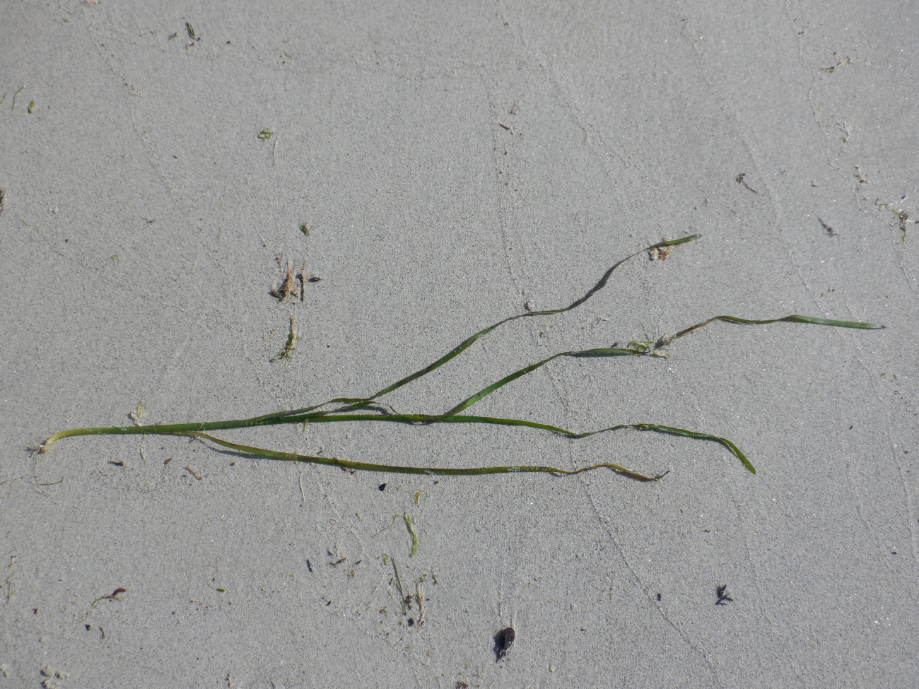 Z1 Zostera spp. | Vigie-Nature École