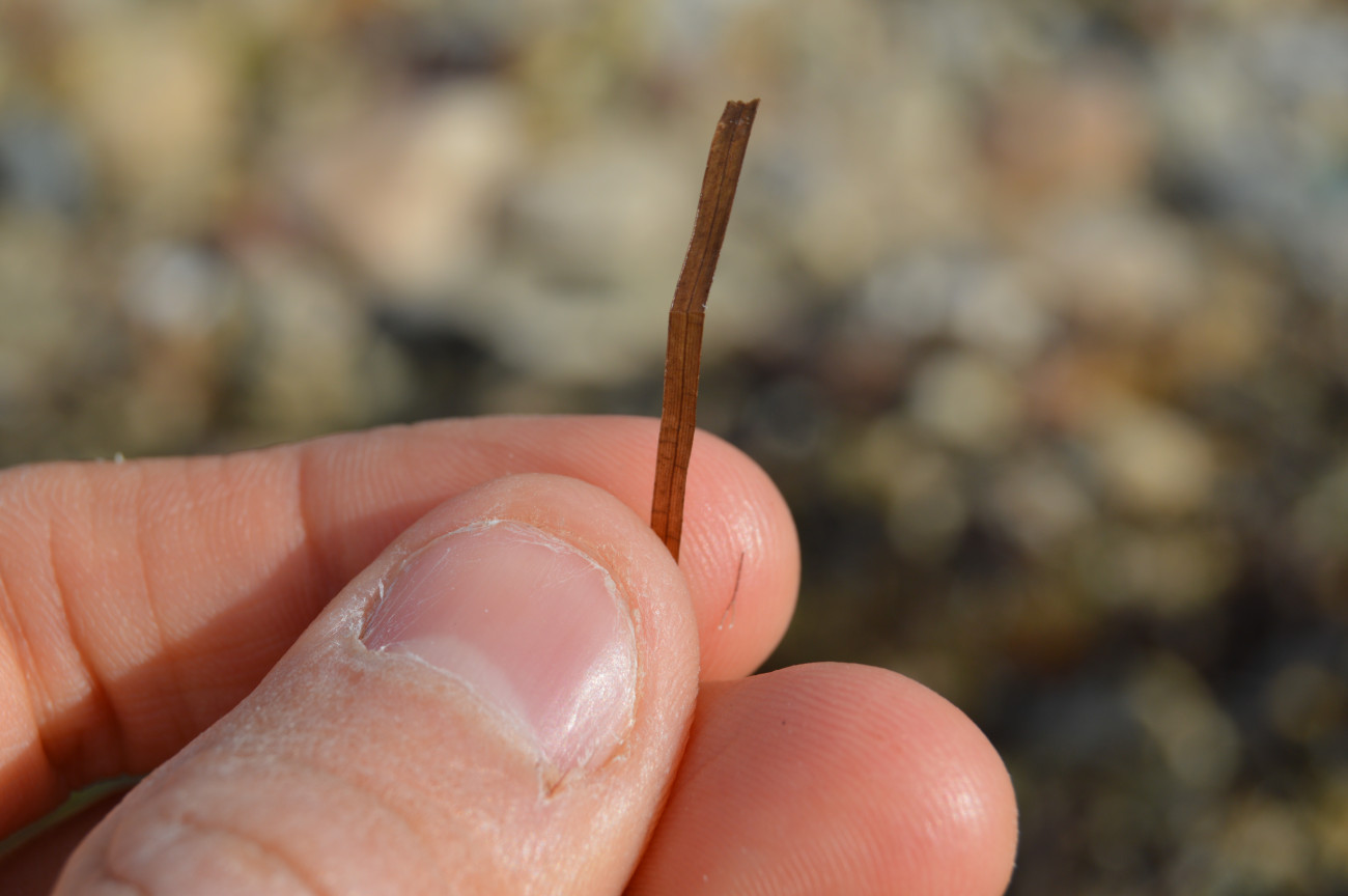 Z1 Zostera spp. | Vigie-Nature École