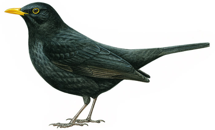 Merle noir | Vigie-Nature École