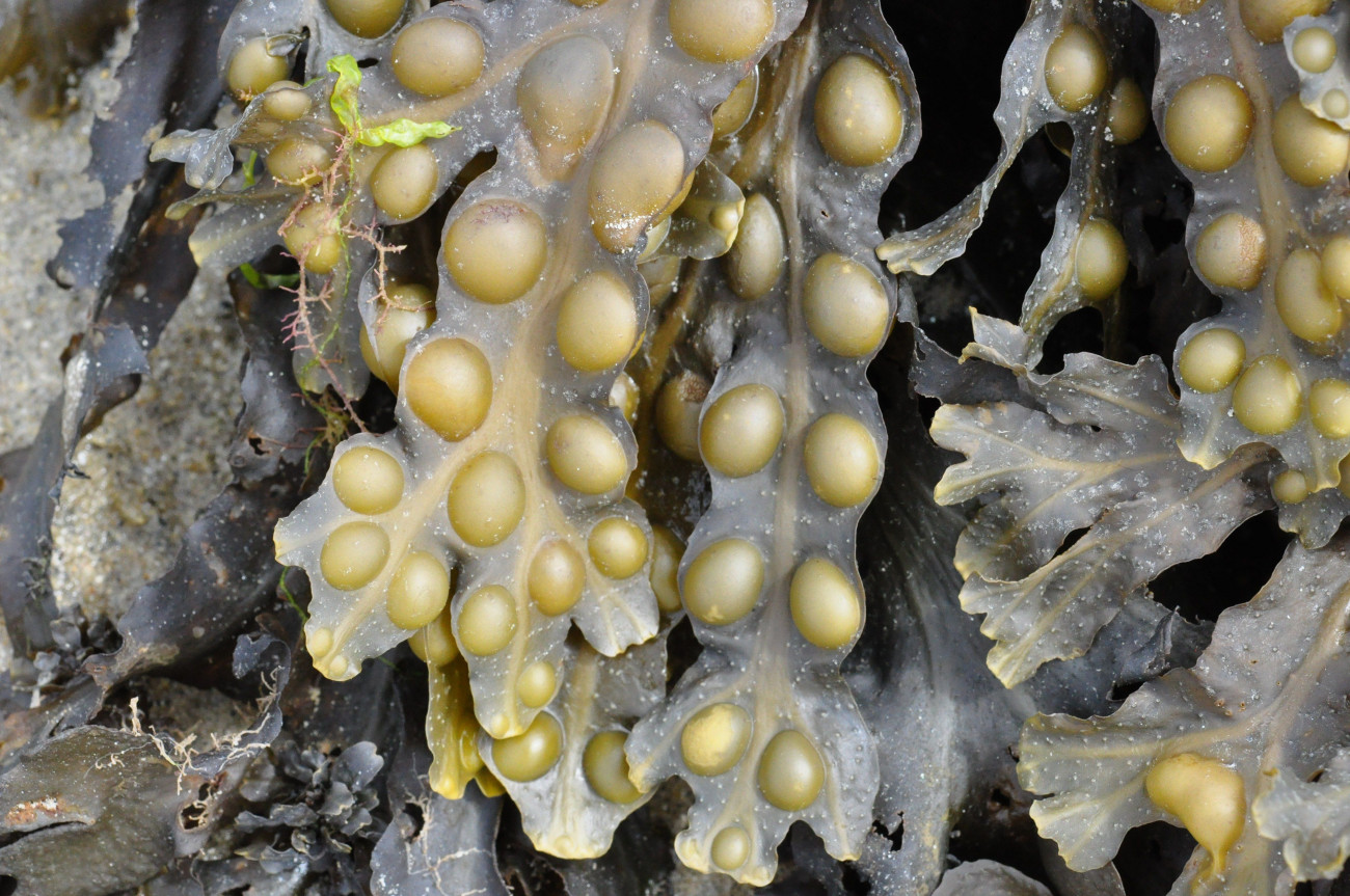 Fucus vésiculeux | Vigie-Nature École