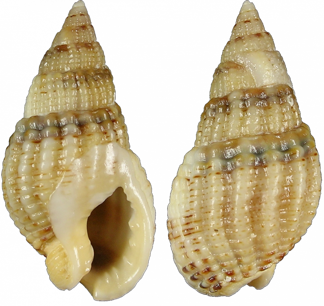 Nasse réticulée | Vigie-Nature École