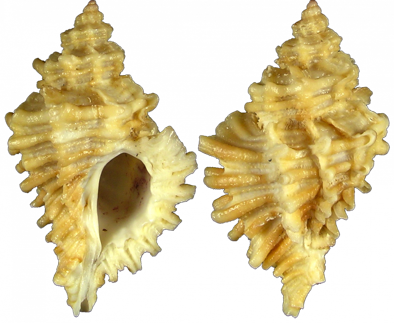 Bigorneau perceur | Vigie-Nature École